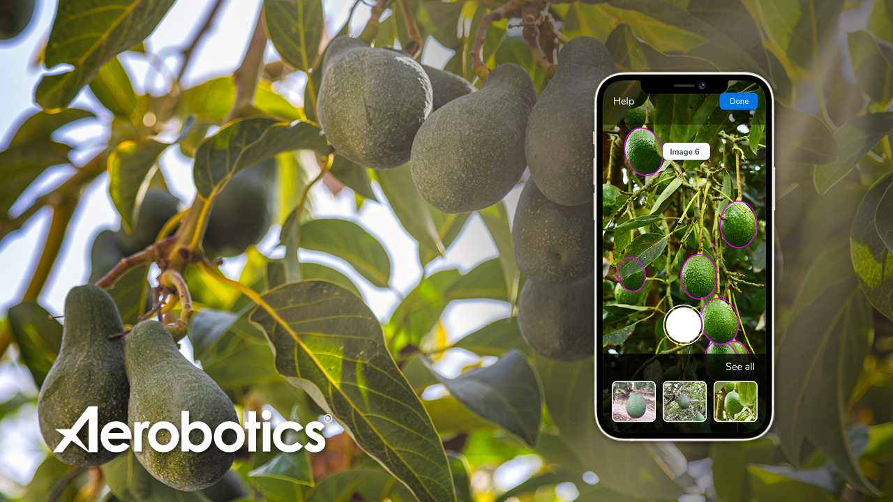 Introducing AI-powered avocado sizing